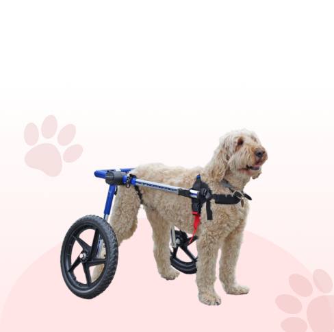 Dog Wheelchair Buying Guide - Help Your Pup Walk Again – Oliver Pet ...