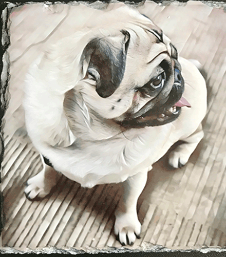 Why do we love Flat Faced Animals? – Oliver Pet Care Solutions Pvt Ltd