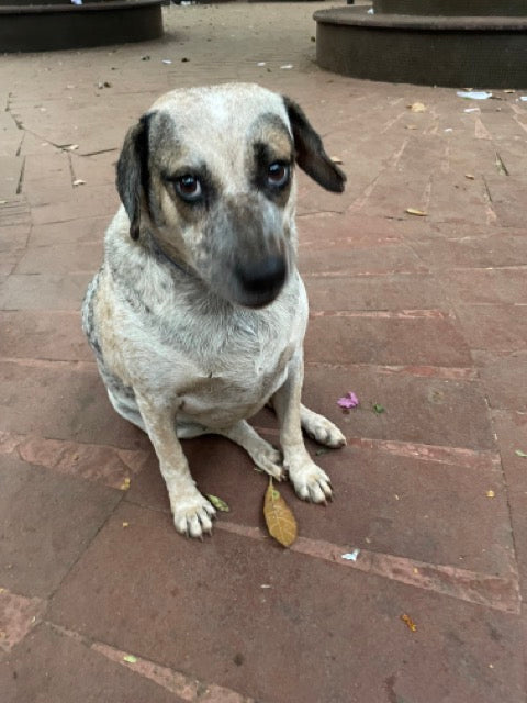 Why every neighbourhood needs"Gully Dogs" – Oliver Pet Care Solutions ...