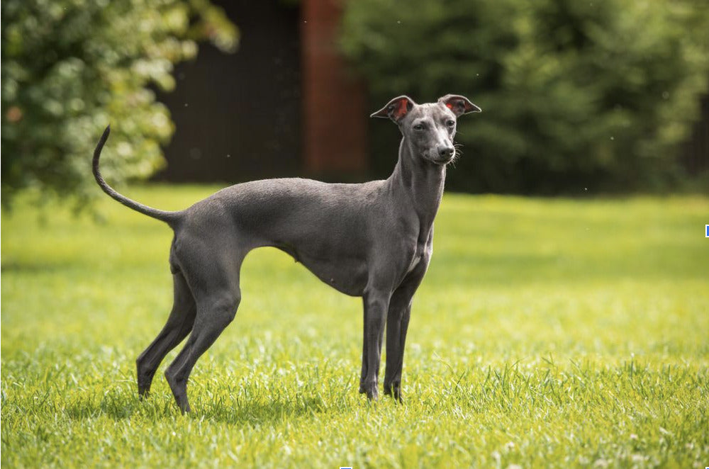 Dog Breed Profile: Health and Fitness Tips for Greyhounds – Oliver Pet ...