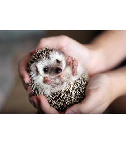 Exotic House Pets: A Unique Addition to Your Family – Oliver Pet Care ...