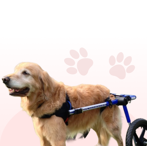 Adjustable Wheelchairs for Dogs – Oliver Pet Care Solutions Pvt Ltd