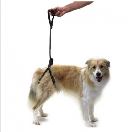 Rear Support Harness for Dogs – Oliver Pet Care Solutions Pvt Ltd